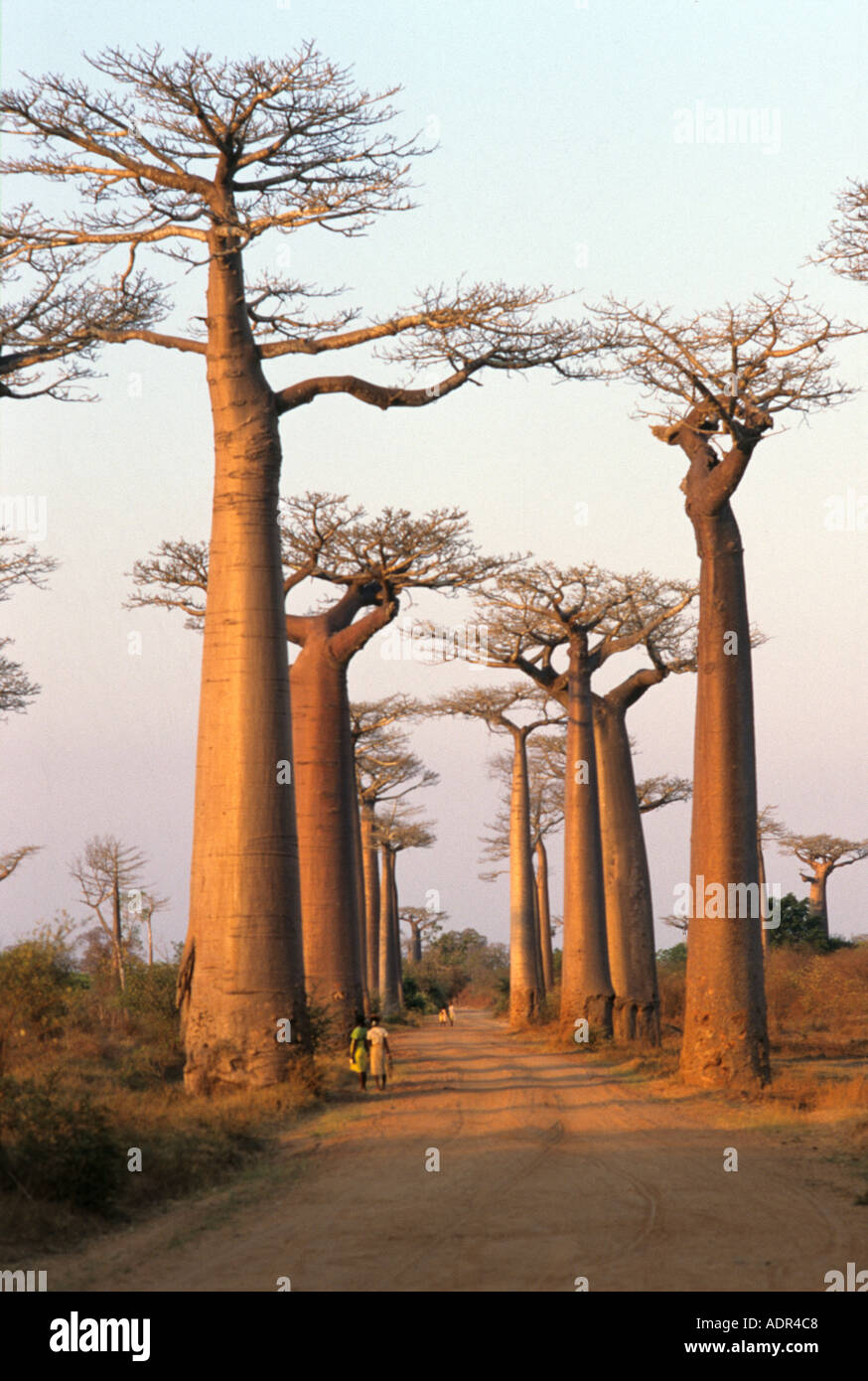 Baobab Trees Madagascar Stock Photo - Alamy