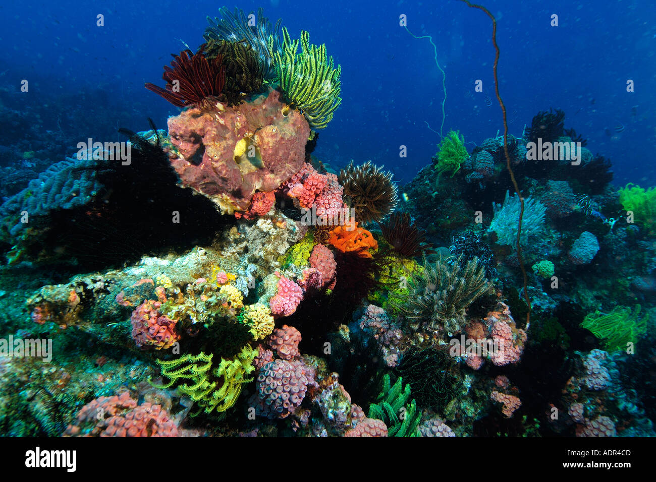 Colorful sponges corals and feather stars populate the reef at Coconut ...