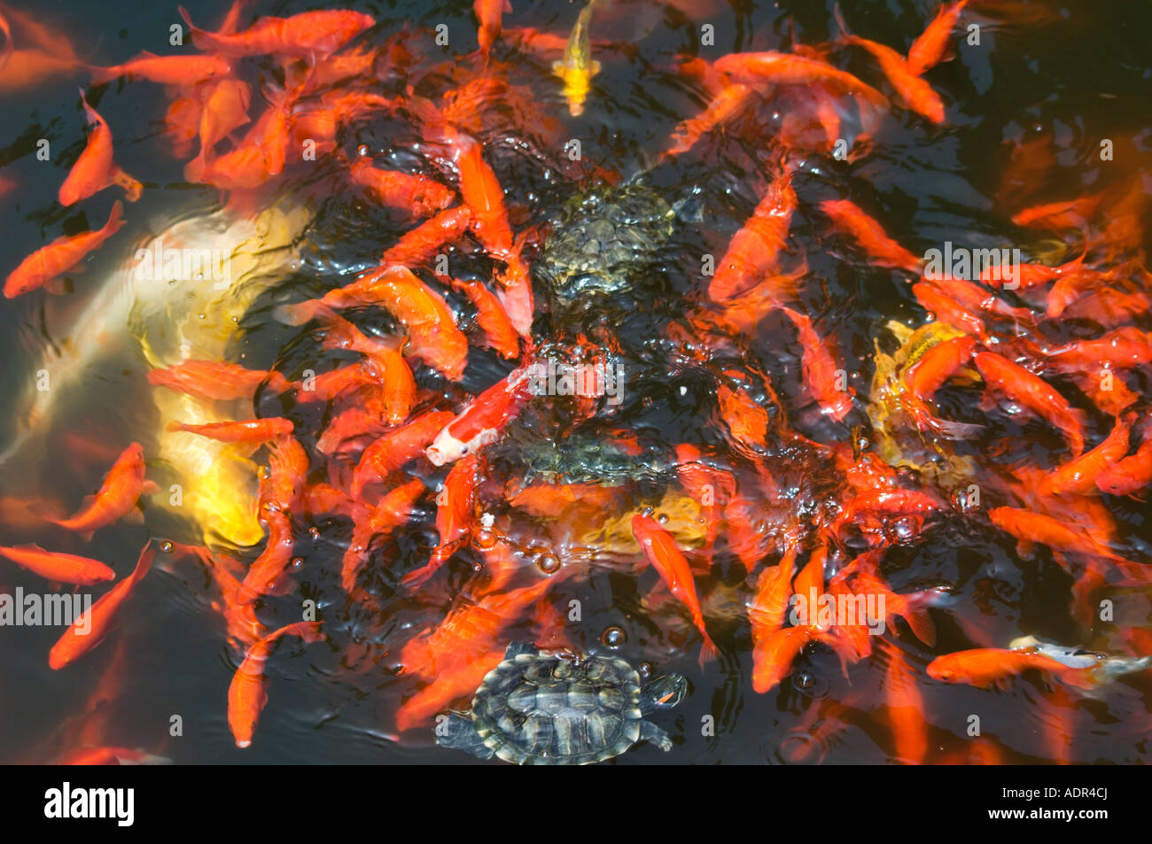 Terrapin in a Gold Fish Pond in Wofo Si Temple of the Reclining Buddha ...