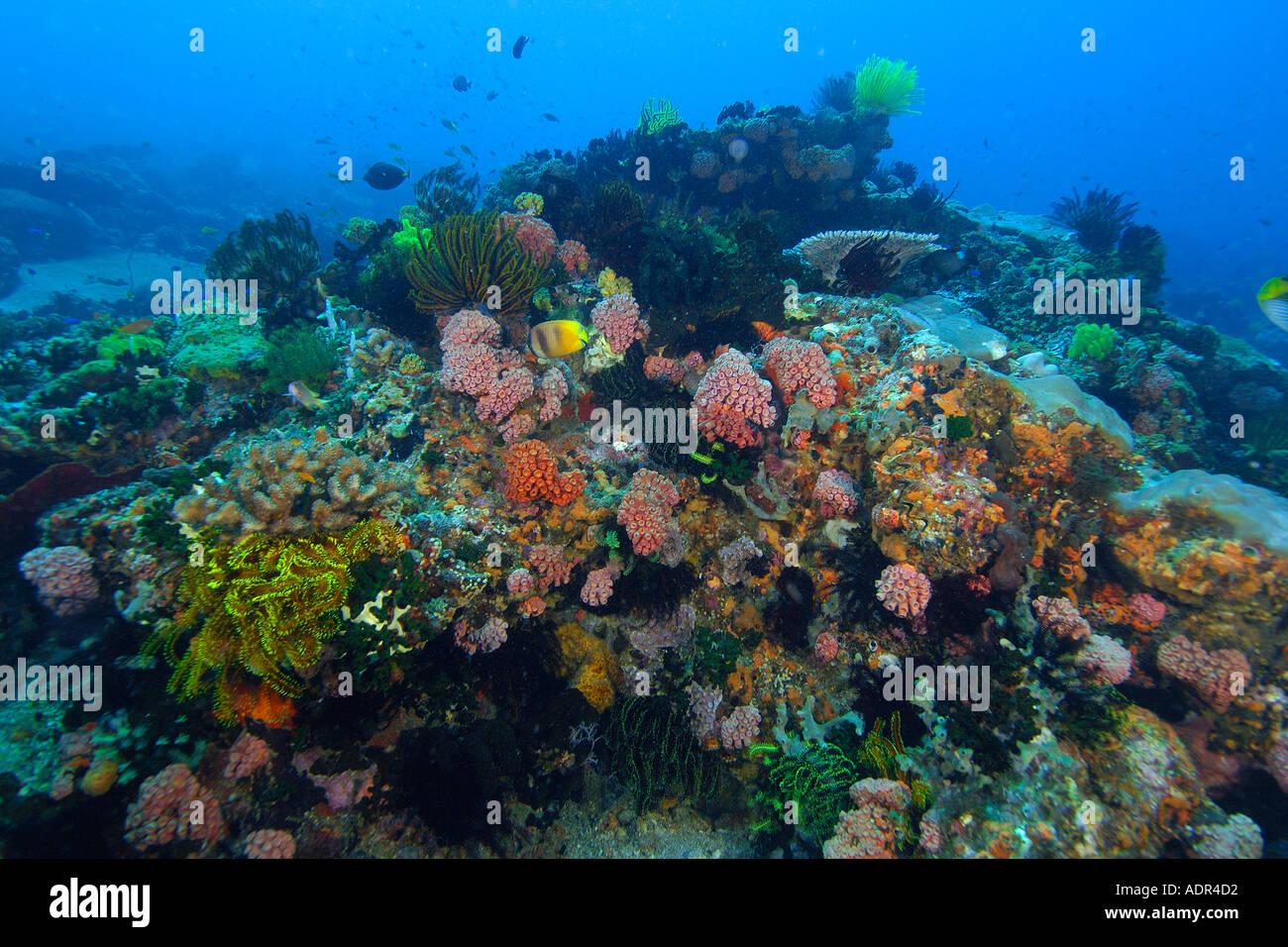 Busy coral reef colorful fish hi-res stock photography and images - Alamy