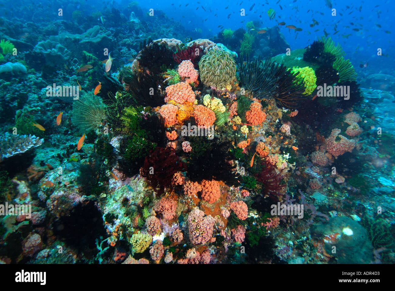 Colorful sponges corals feather stars and fish share the reef at ...