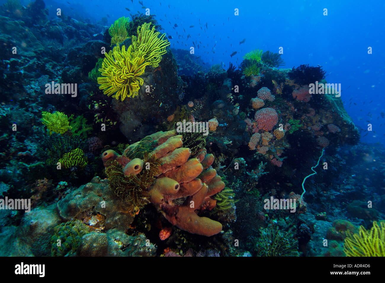 Colorful sponges corals and feather stars Coconut point Apo island ...