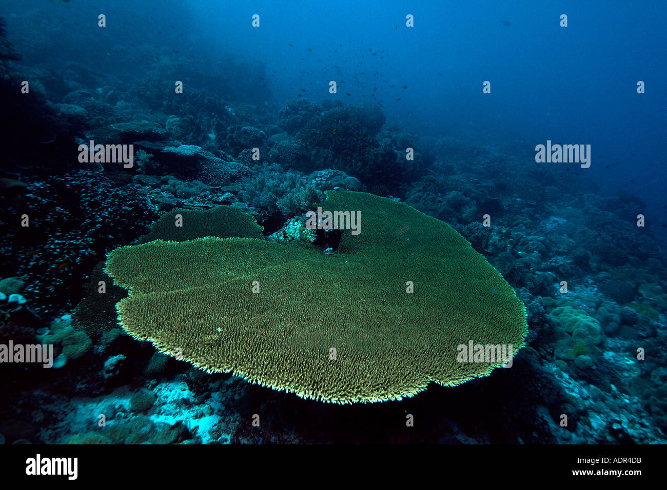 Table coral Acropora hyacinthus Rocky point Apo island Marine Reserve ...