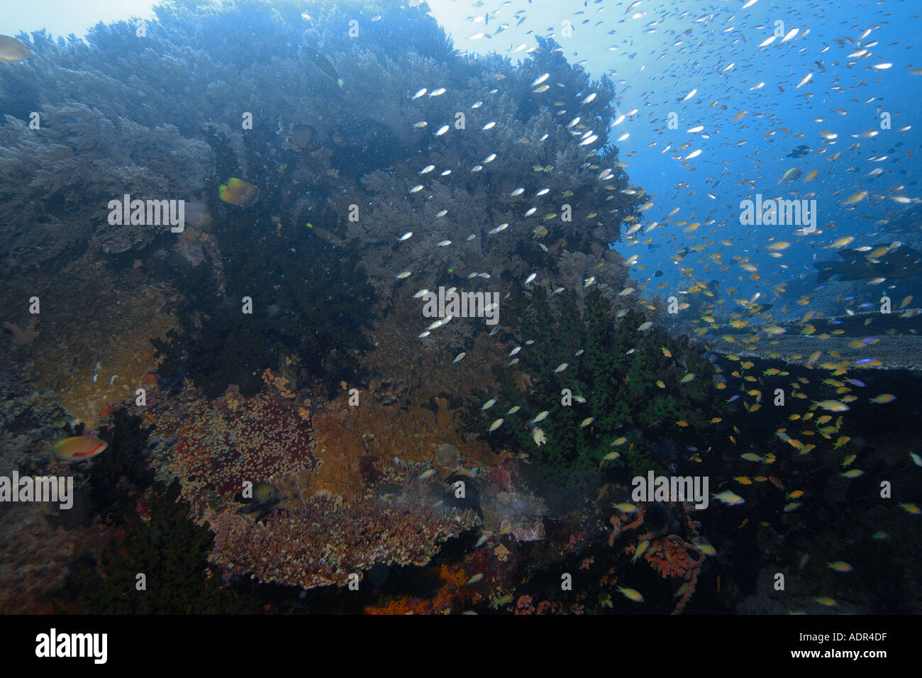 Coral reef and thousands of Anthias sp Coconut point Apo island Marine ...