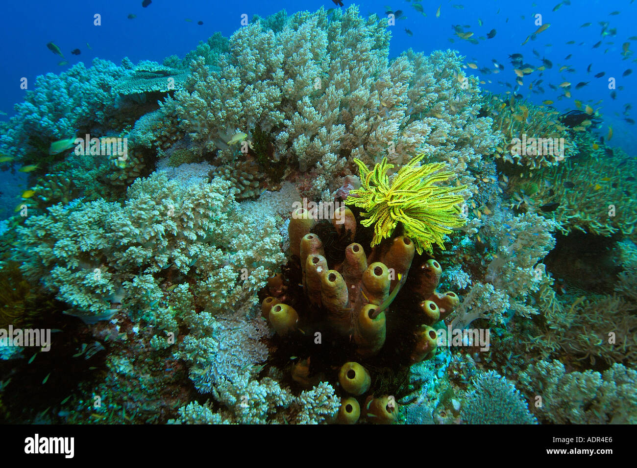 Coral head with healthy soft and hard corals feather stars sponges and ...