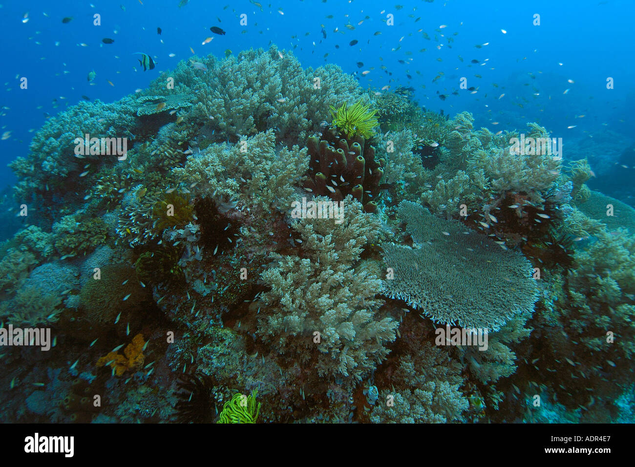 Coral head with healthy soft and hard corals feather stars sponges and ...