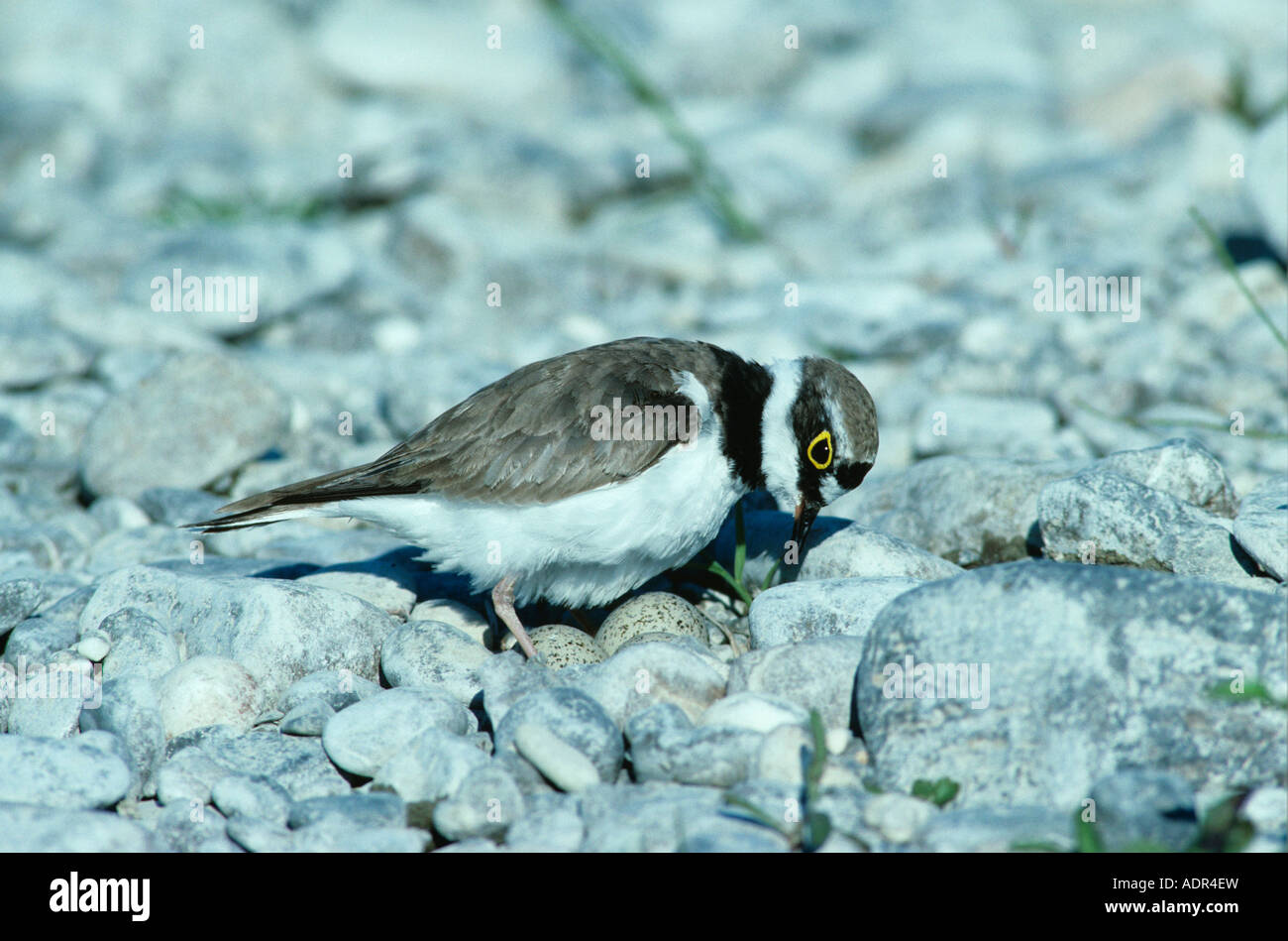 Male little ringed plovers hi-res stock photography and images - Alamy