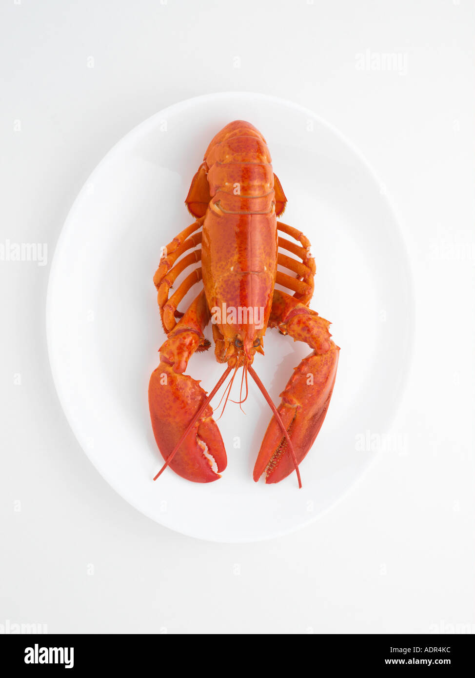 Lobster anatomy hi-res stock photography and images - Alamy
