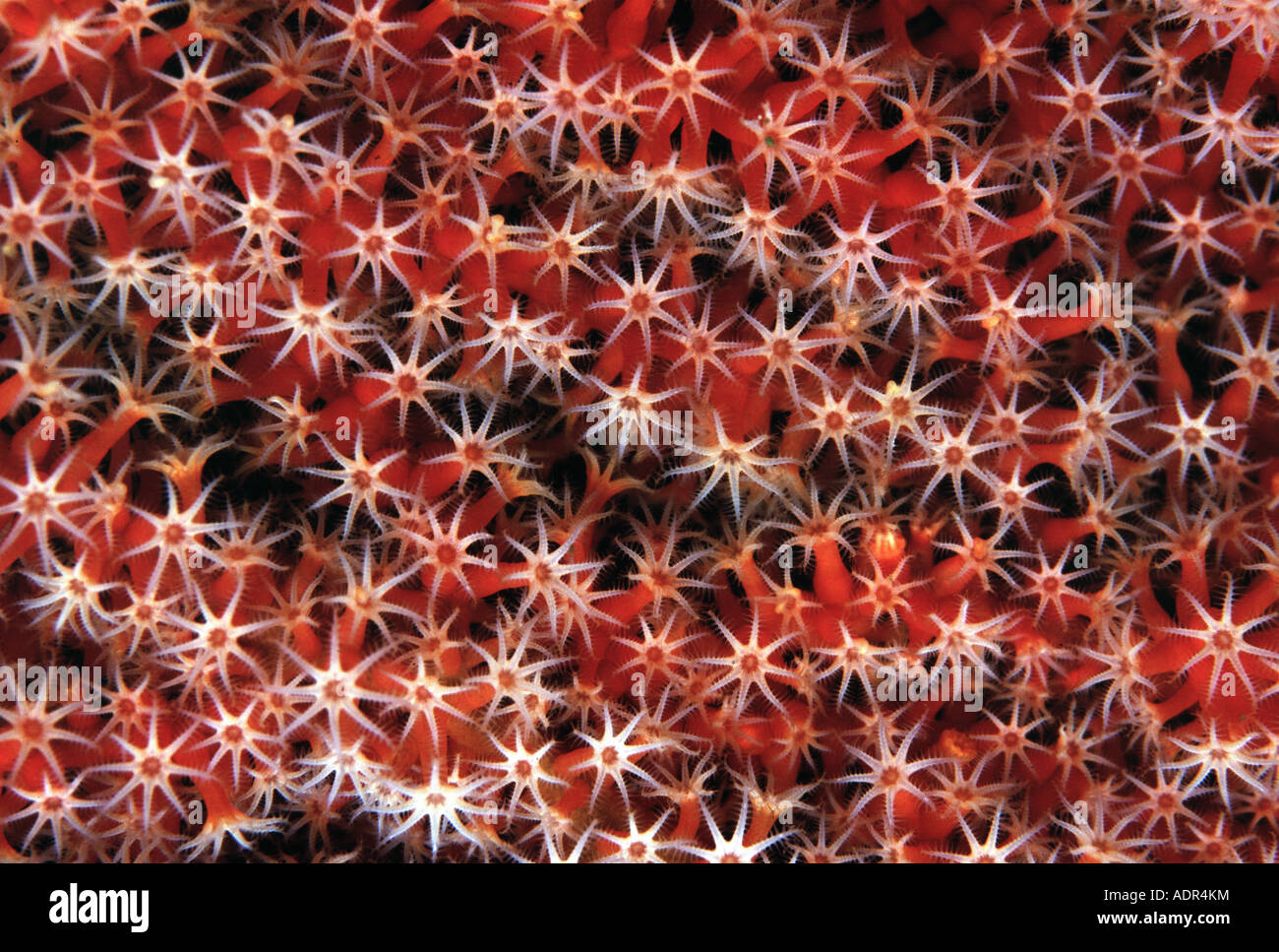 Gorgonian polyp hi-res stock photography and images - Alamy