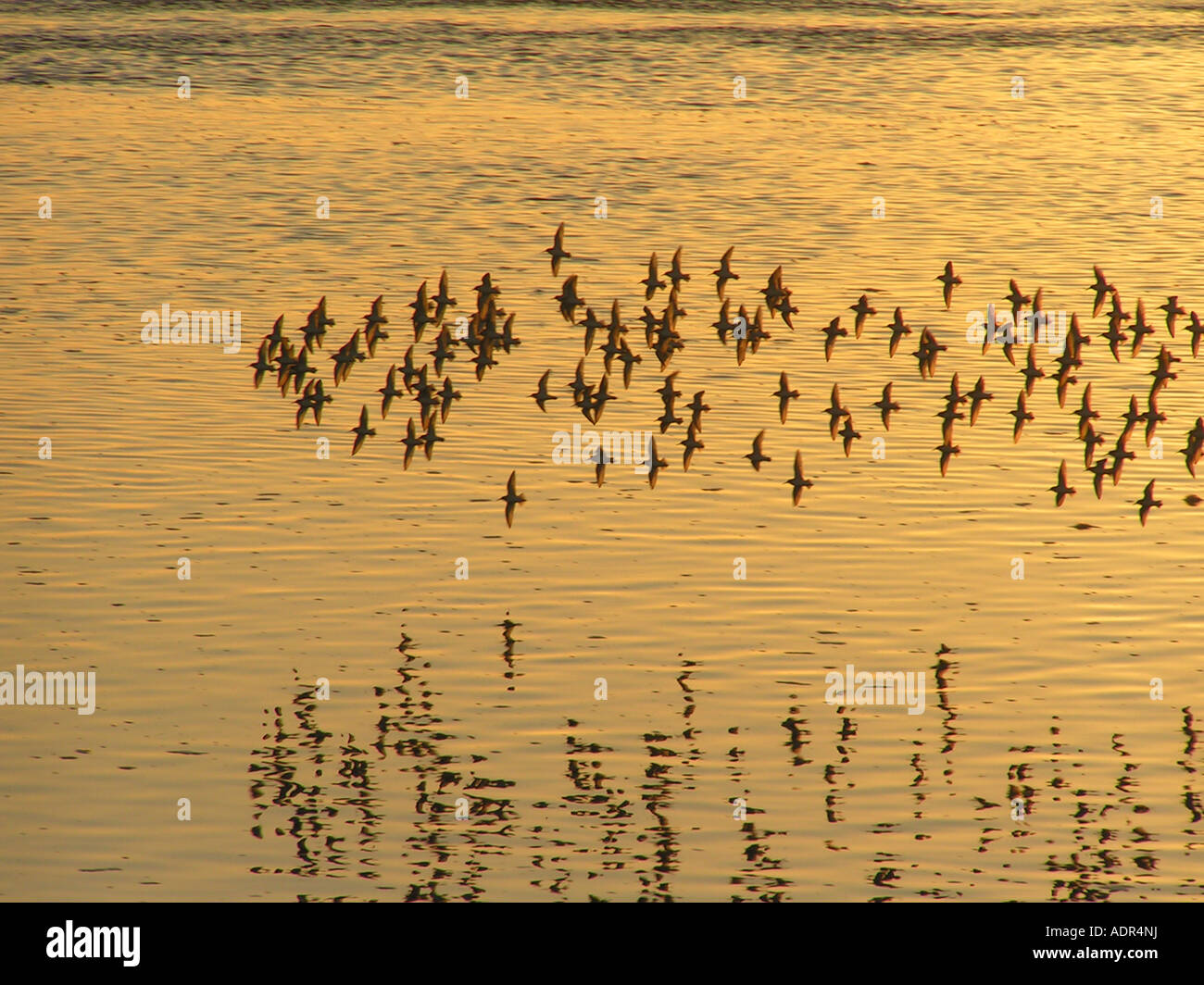 Moray Firth Birds High Resolution Stock Photography and Images - Alamy