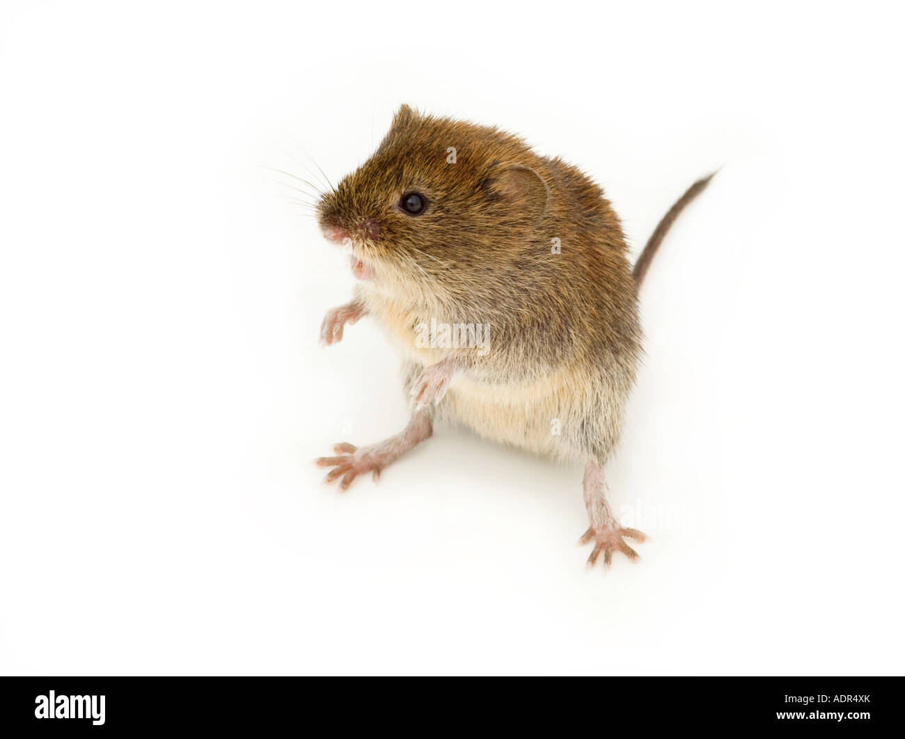 Brown mouse hi-res stock photography and images - Alamy