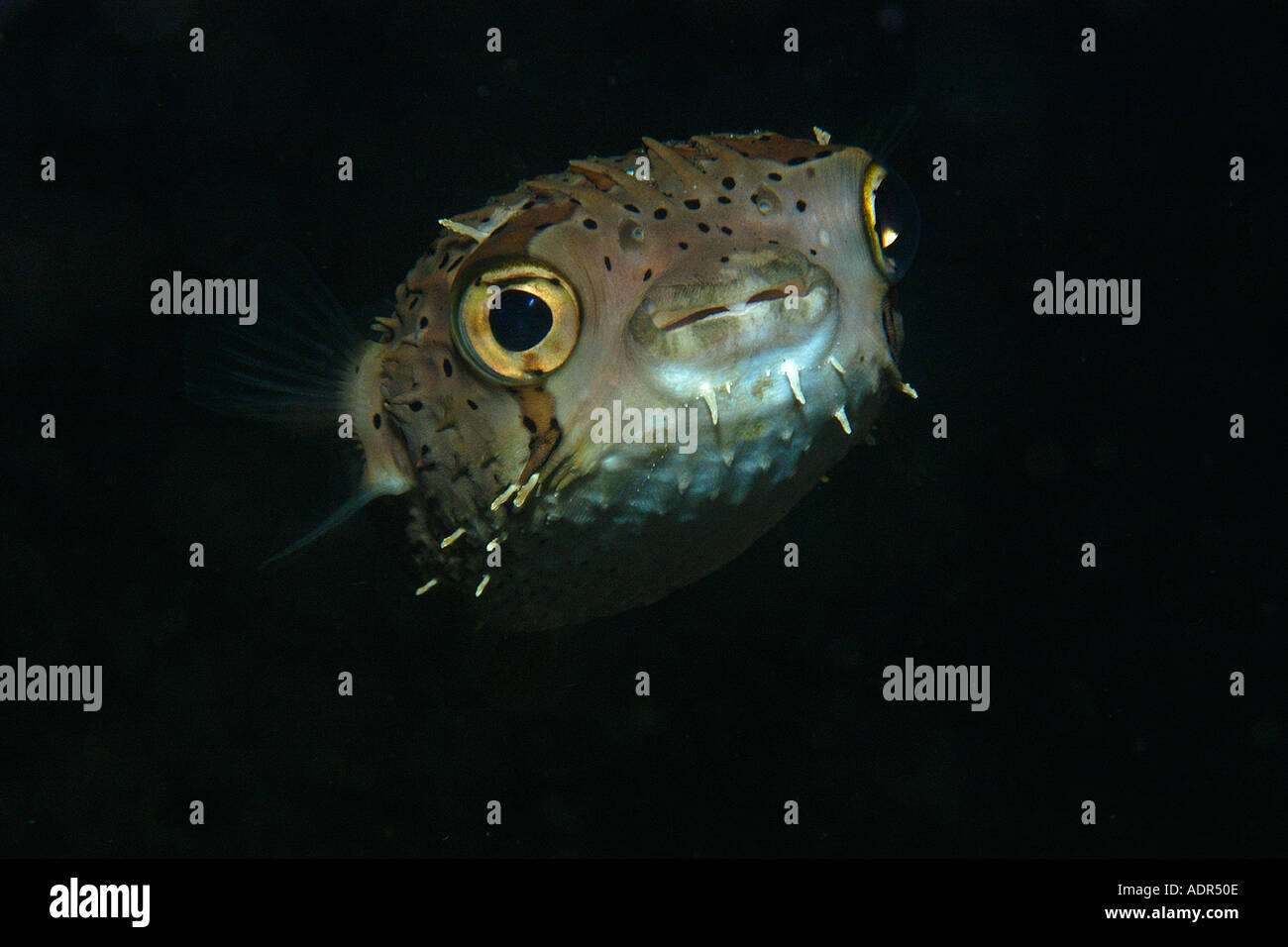 Balloonfish hi-res stock photography and images - Alamy