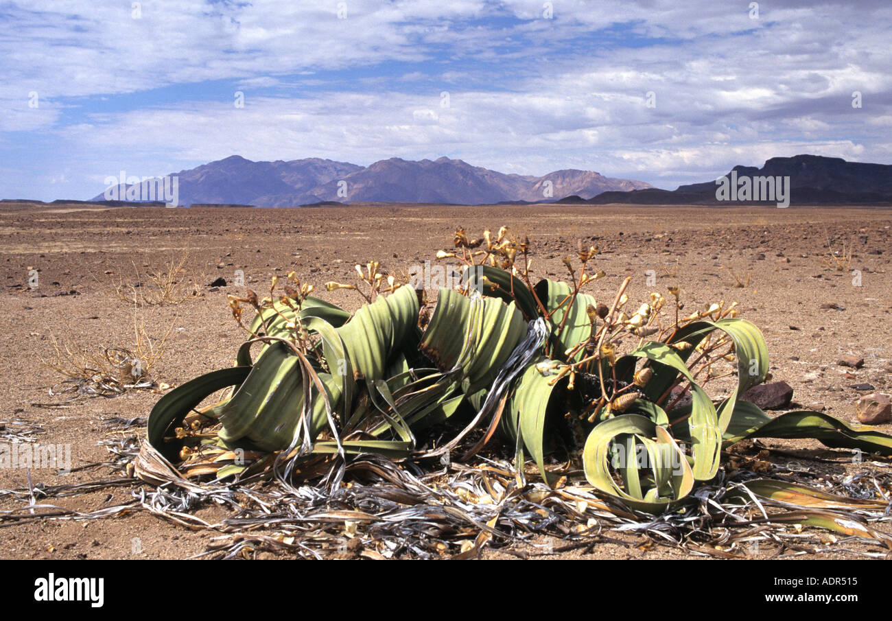 Welwitschia Mirabilis Namibia Stock Photo - Alamy