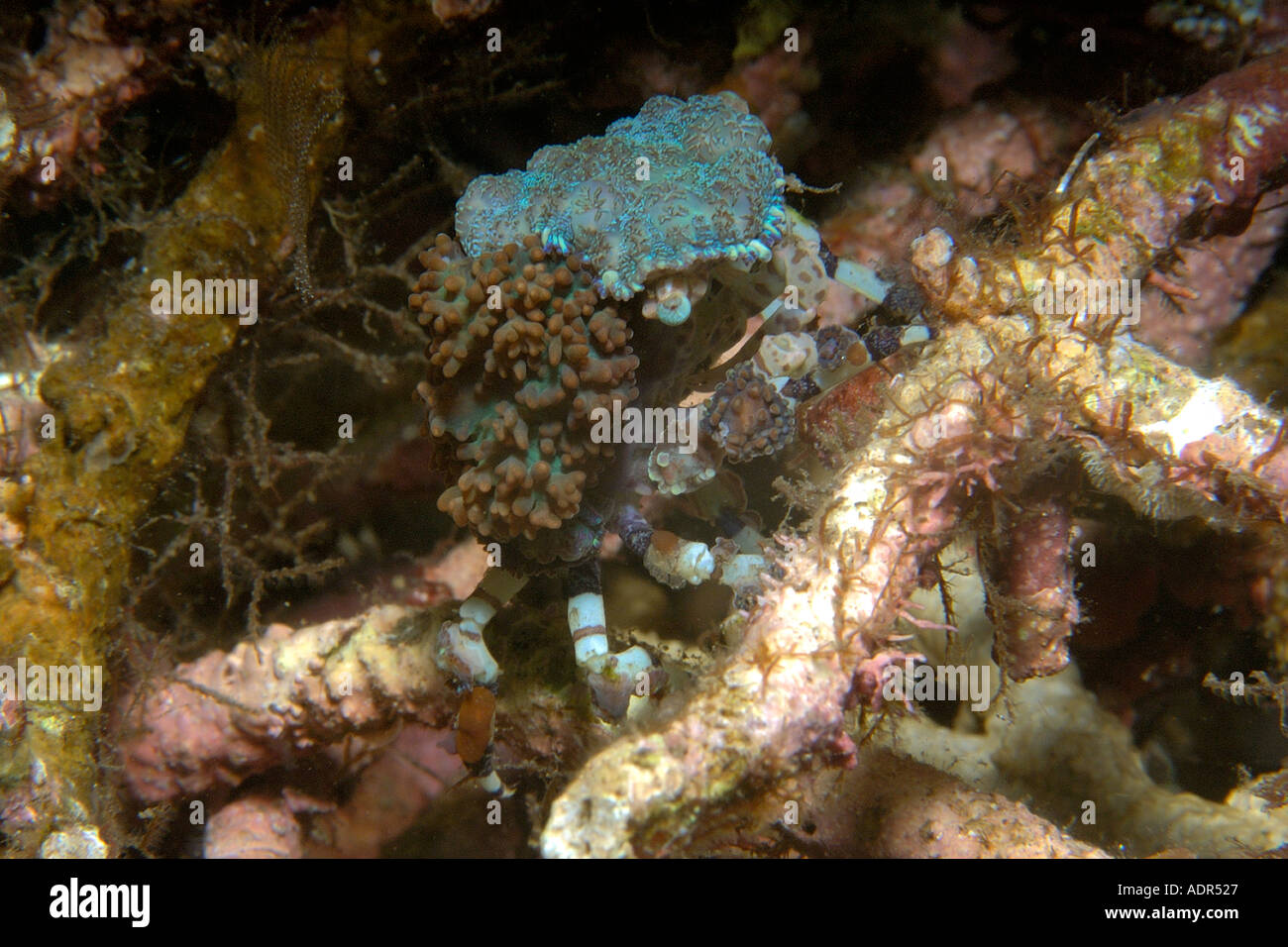 Anemone hermit crab Dardanus sp Dumaguete Negros Island Philippines ...