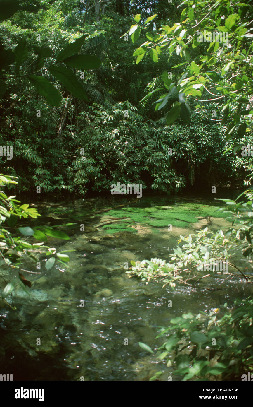 Natural freshwater spring Sucuri river Bonito Mato Grosso do Sul Brazil ...