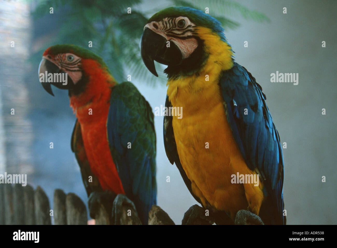 Scarlet and Blue and yellow macaws Ara macao and Ara ararauna Bonito Mato Grosso do Sul Brazil ...