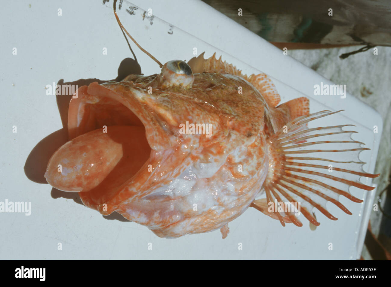 Deep water scale hi-res stock photography and images - Alamy