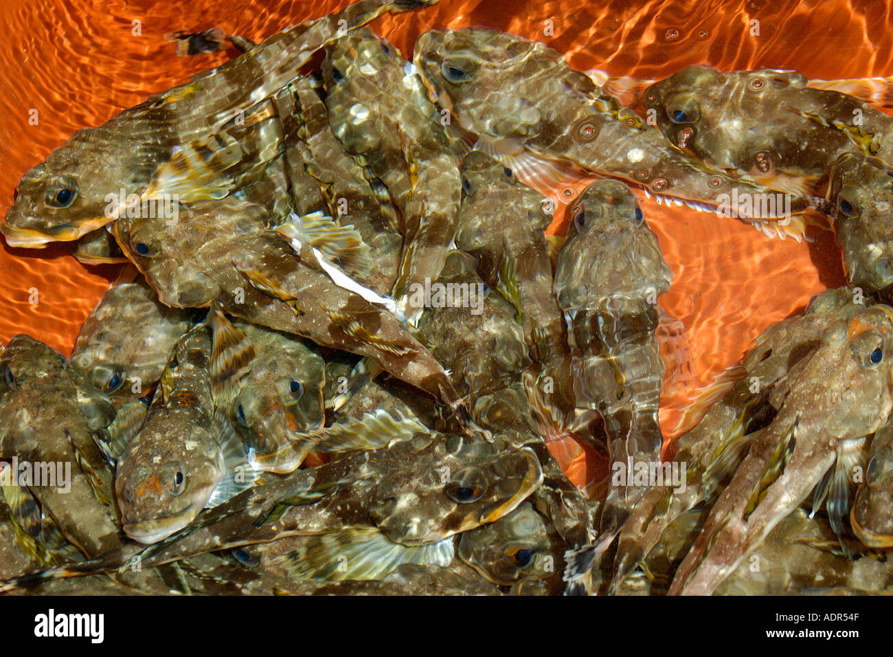 Live fish agonizing at seafood market Dodong Ri harbor Ulleungdo South ...