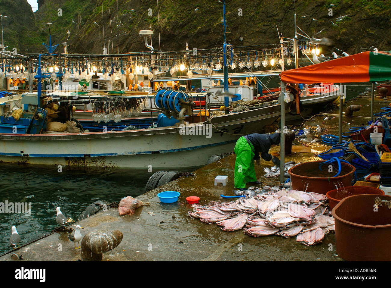 Dead stingray fish hi-res stock photography and images - Alamy