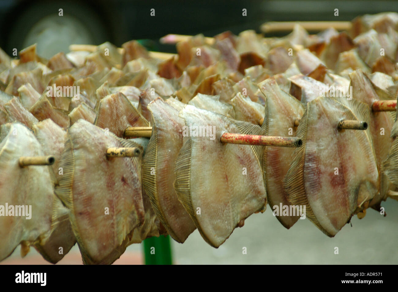 Drying fish Dodong Ri harbor Ulleungdo South Korea Stock Photo - Alamy