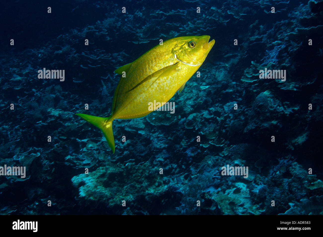Orange spotted trevally Carangoides bajad Chapel Apo island Marine ...