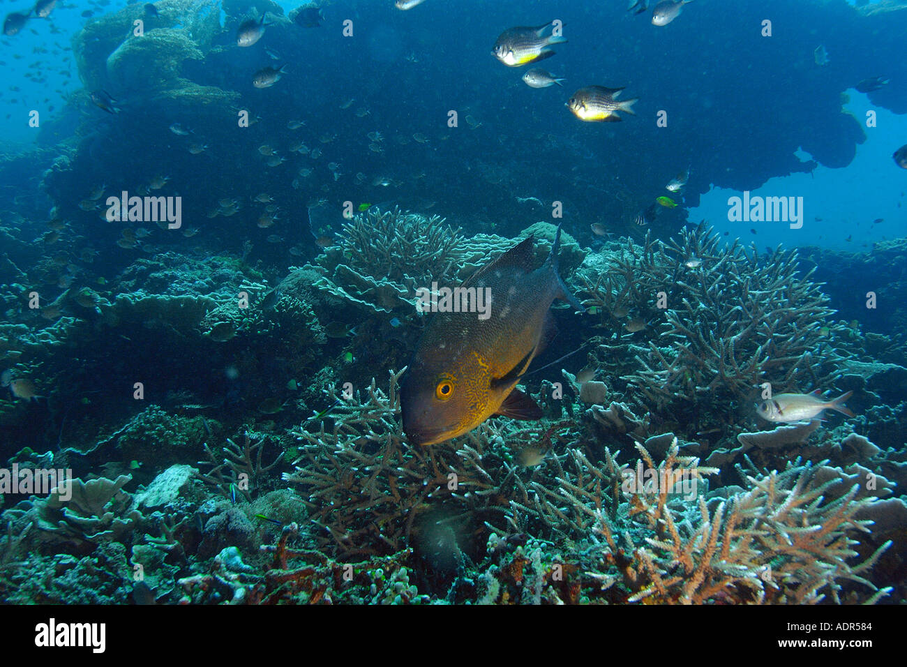 Snapper island nature reserve hi-res stock photography and images - Alamy