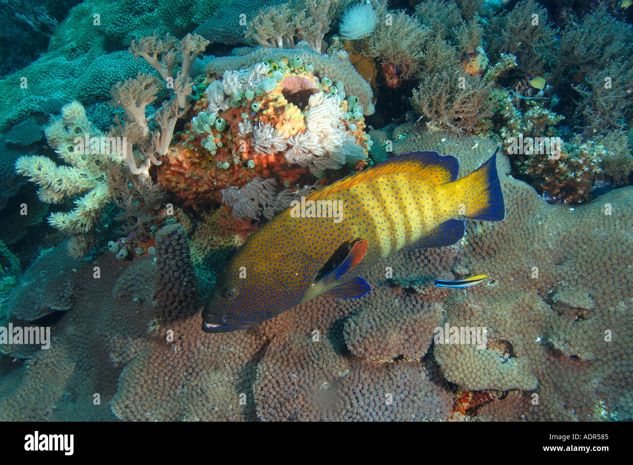 Star grouper fish hi-res stock photography and images - Alamy