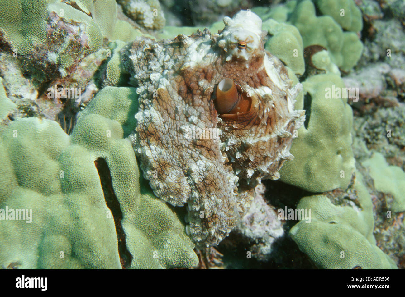 Pacific ocean camouflage coral reef cephalopod hi-res stock photography ...