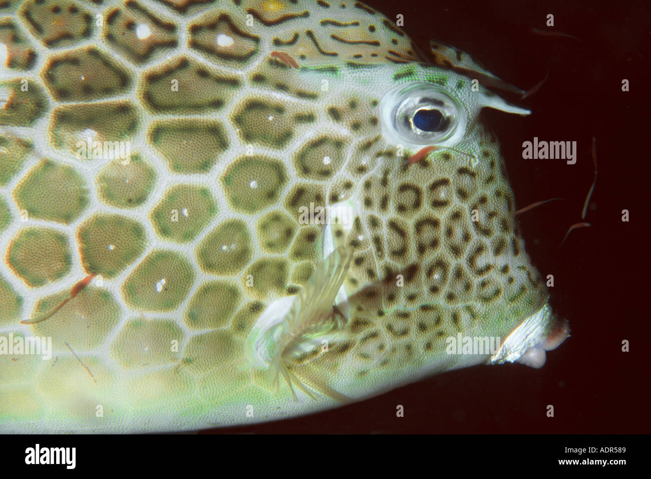 Honeycomb cowfish at night Lactophrys polygonia Abrolhos National ...