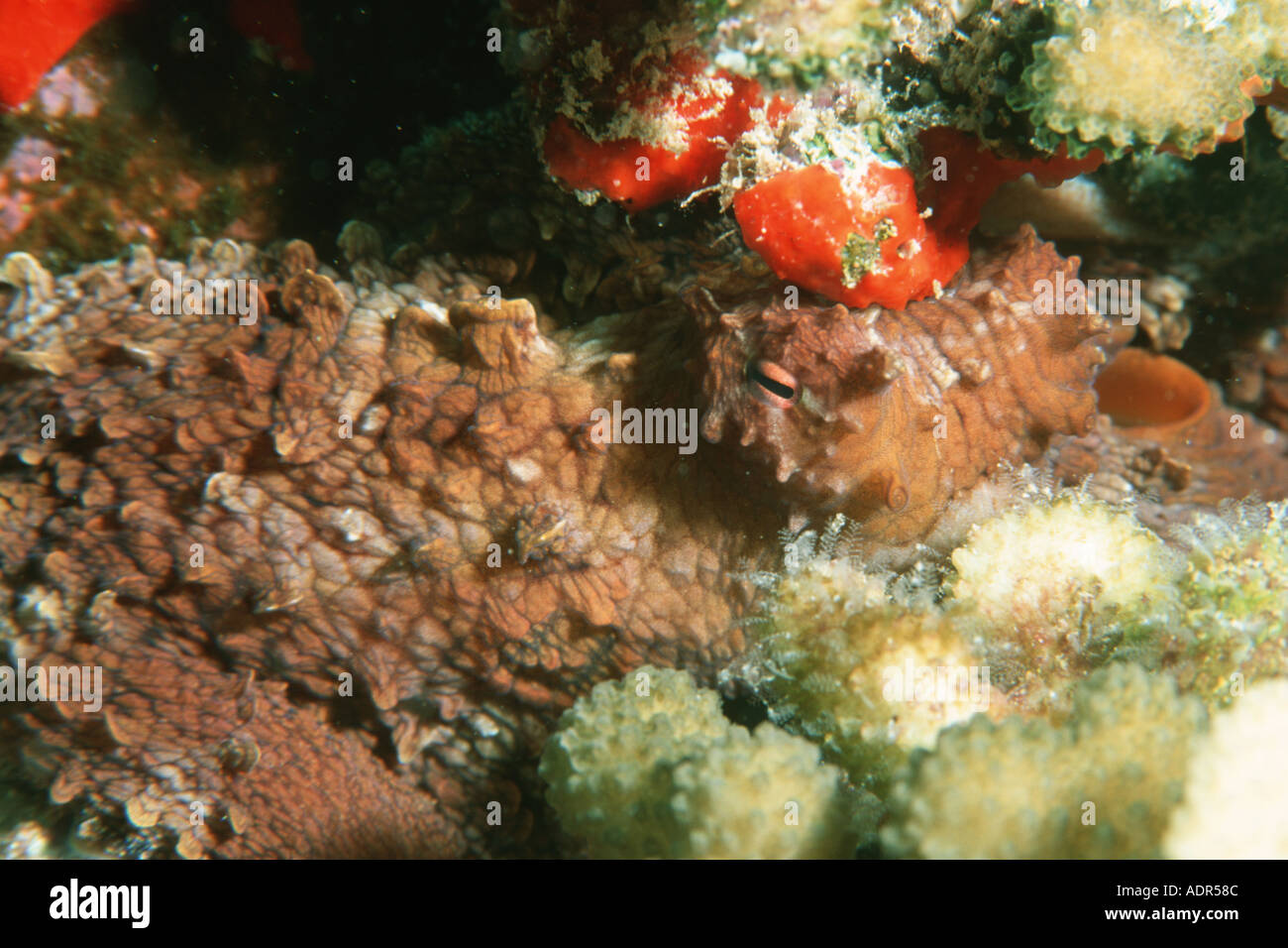 Reef octopus in hole hi-res stock photography and images - Alamy
