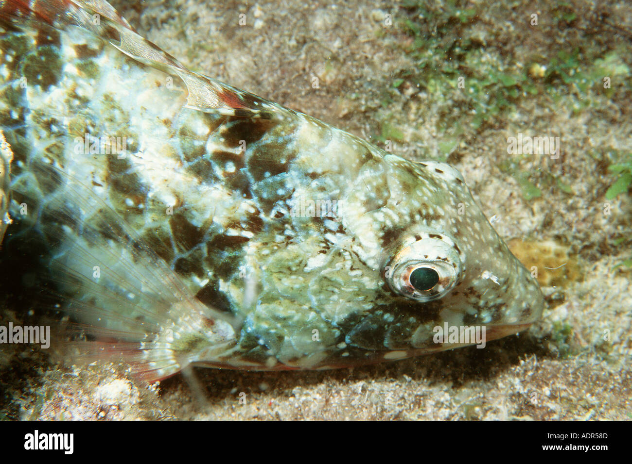 Bucktooth parrotfish Sparisoma radians displaying night coloration Looe ...