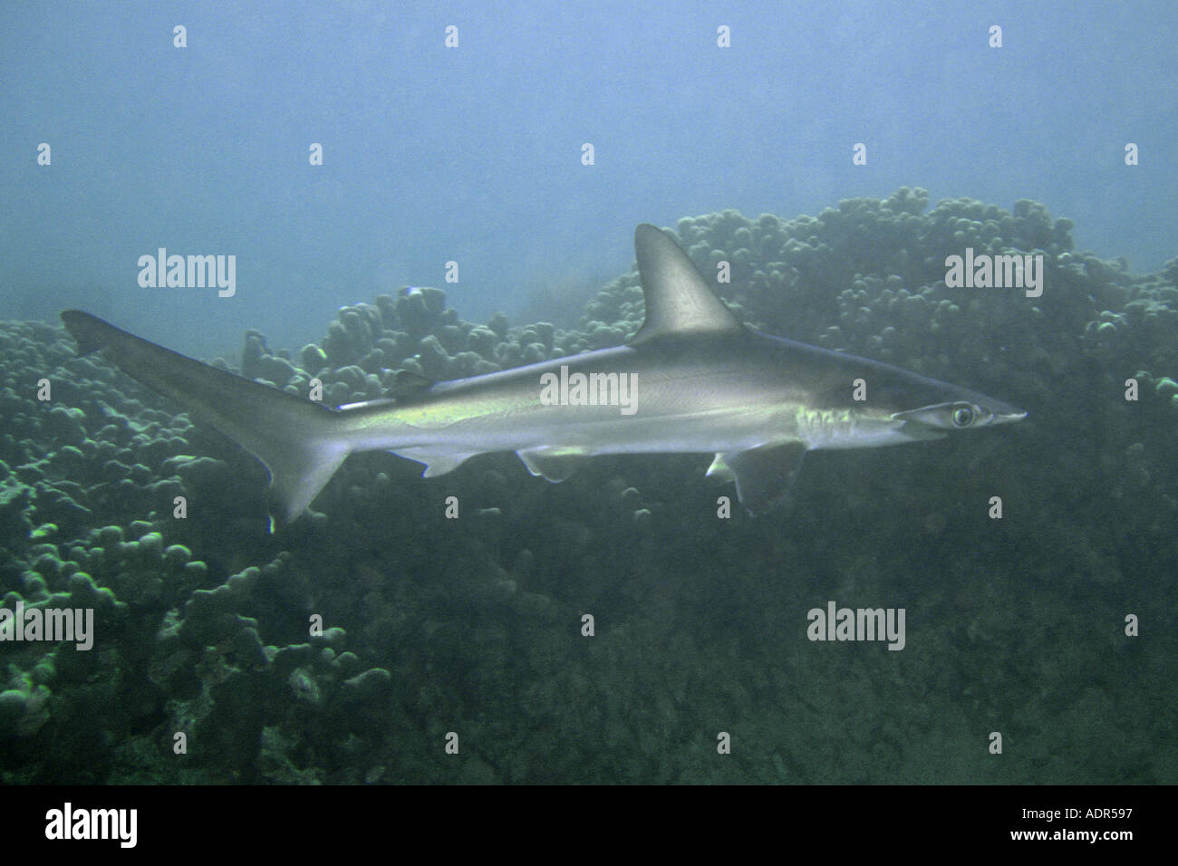 Hammerhead shark pup hi-res stock photography and images - Alamy