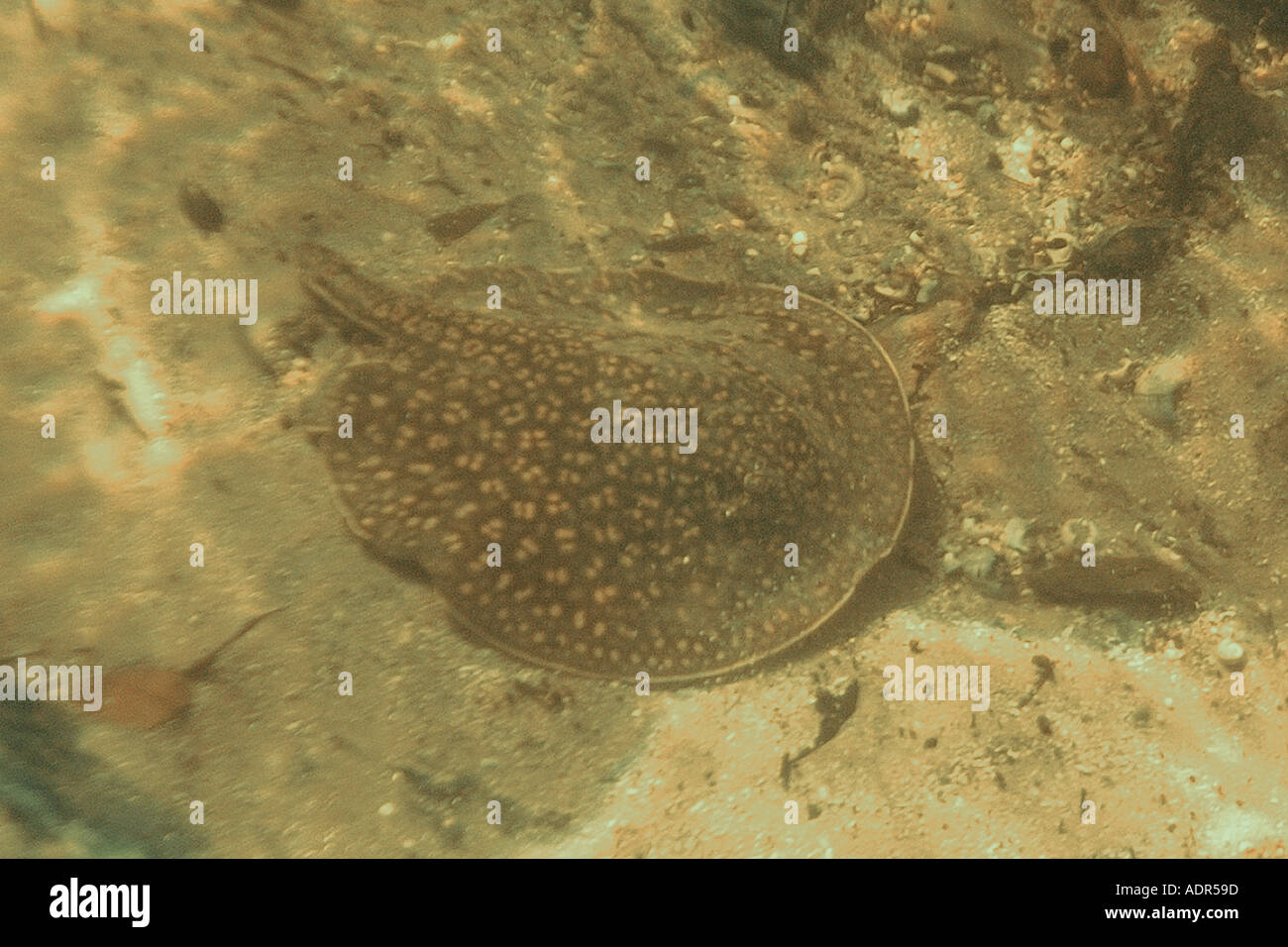 Freshwater sting ray Potamotrygon reticulatus southern Pantanal Mato ...