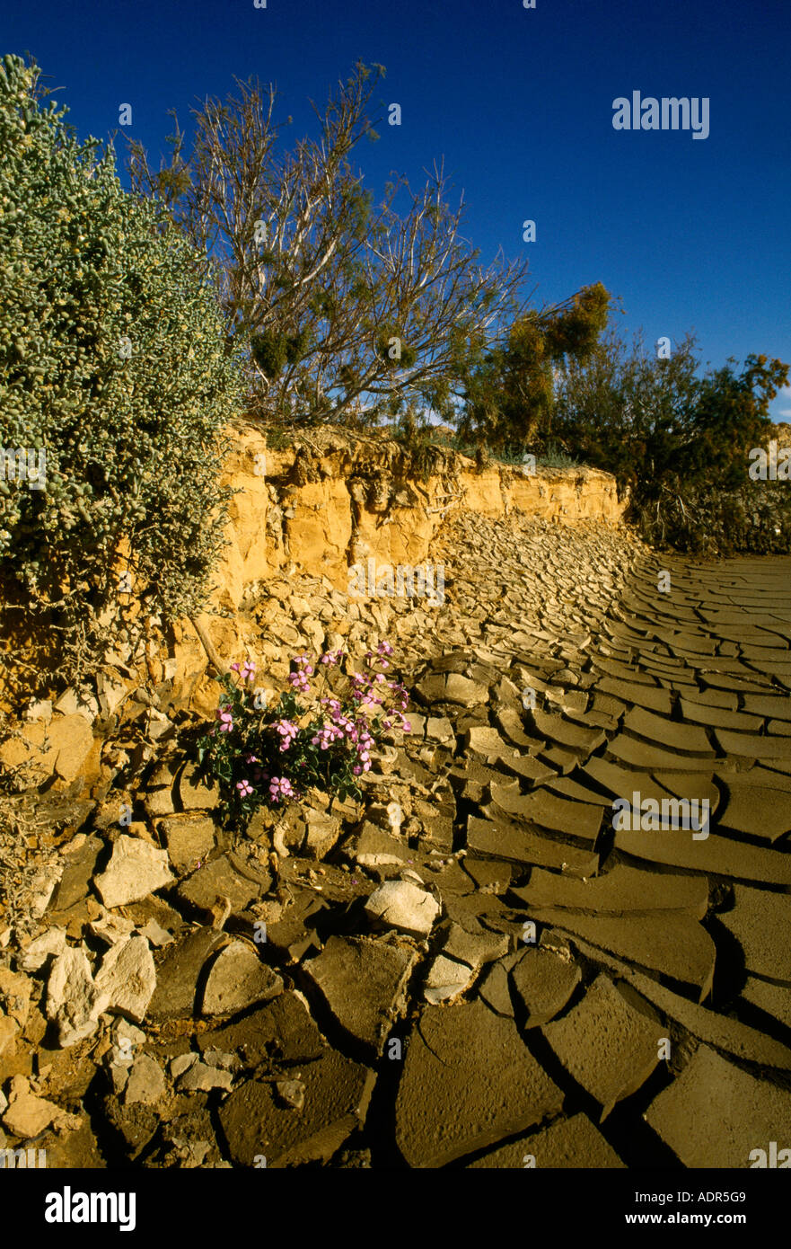 Dried up earth hi-res stock photography and images - Alamy