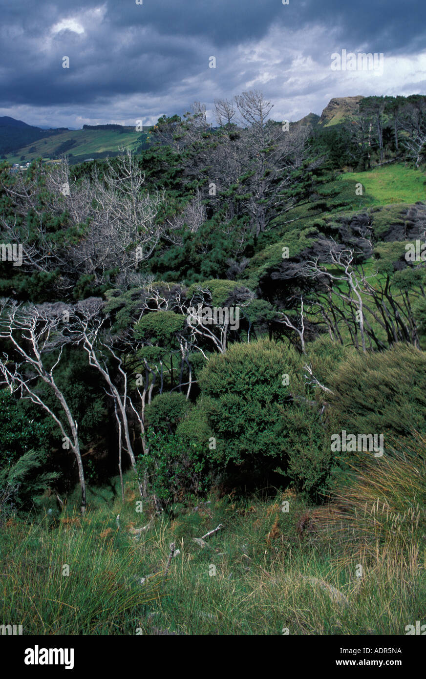 New Zealand North Island Gnarled windswept trees in Arai te Uru ...
