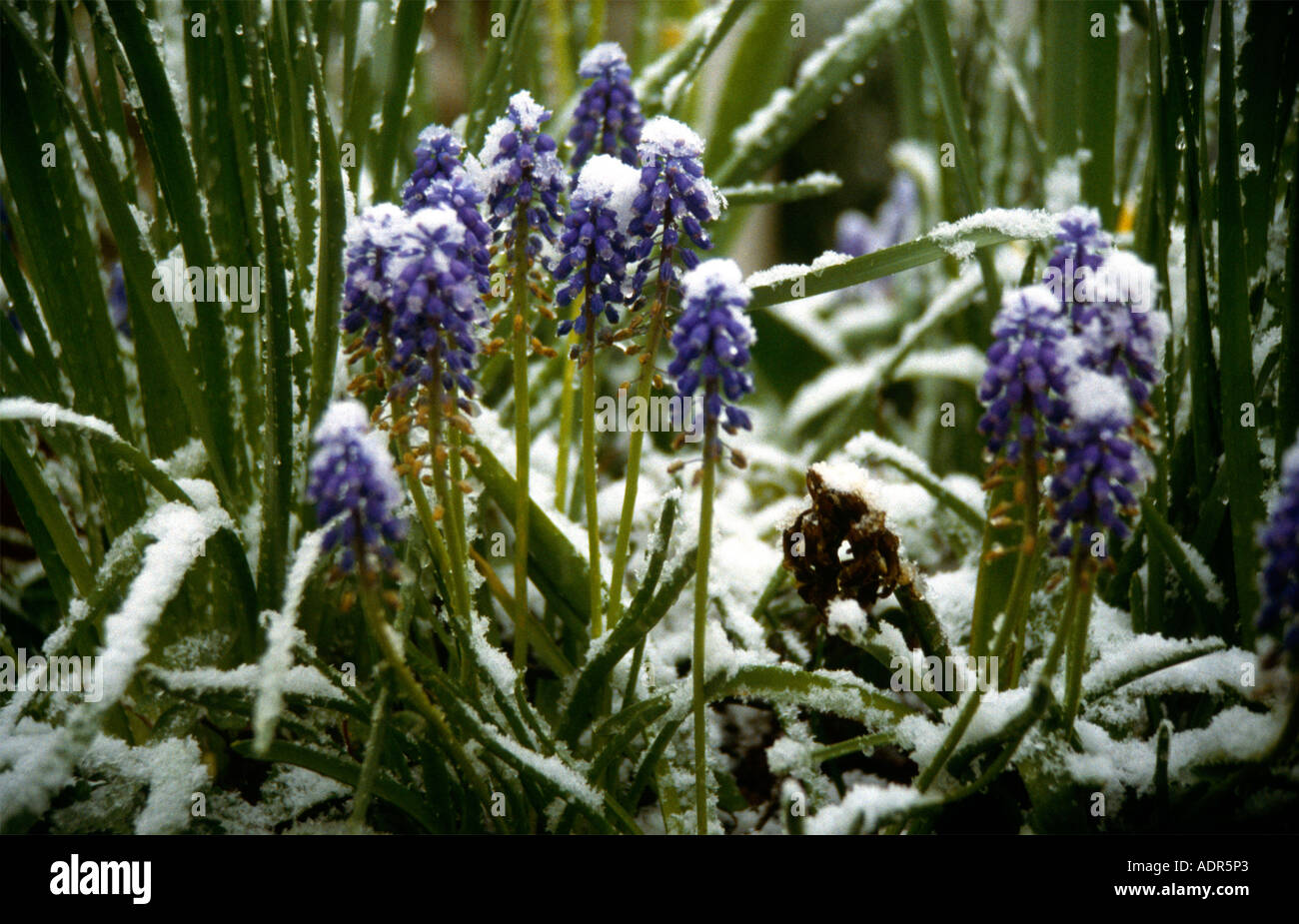 Bluebells in snow hi-res stock photography and images - Alamy