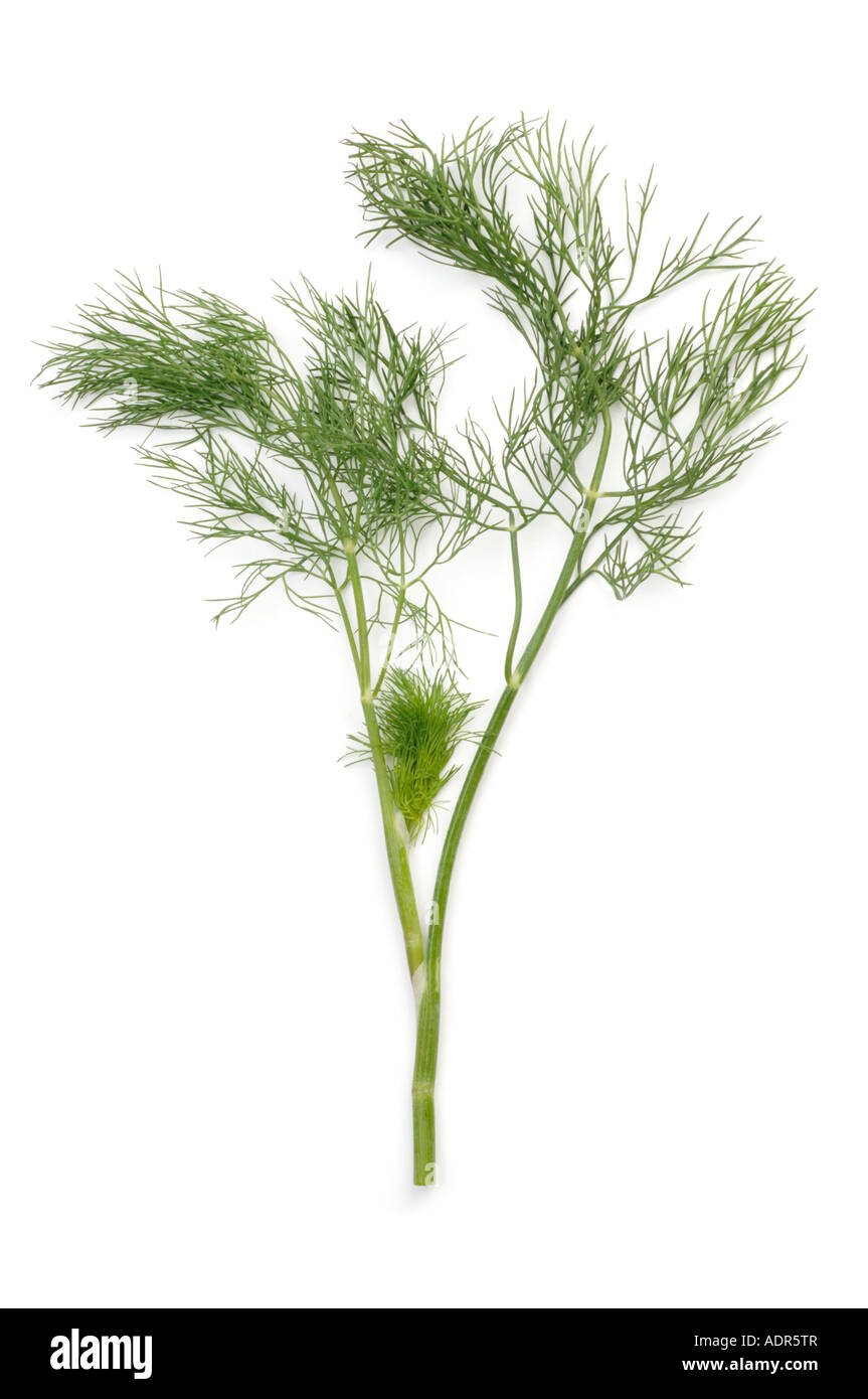 Sprig of fresh Dill Stock Photo - Alamy