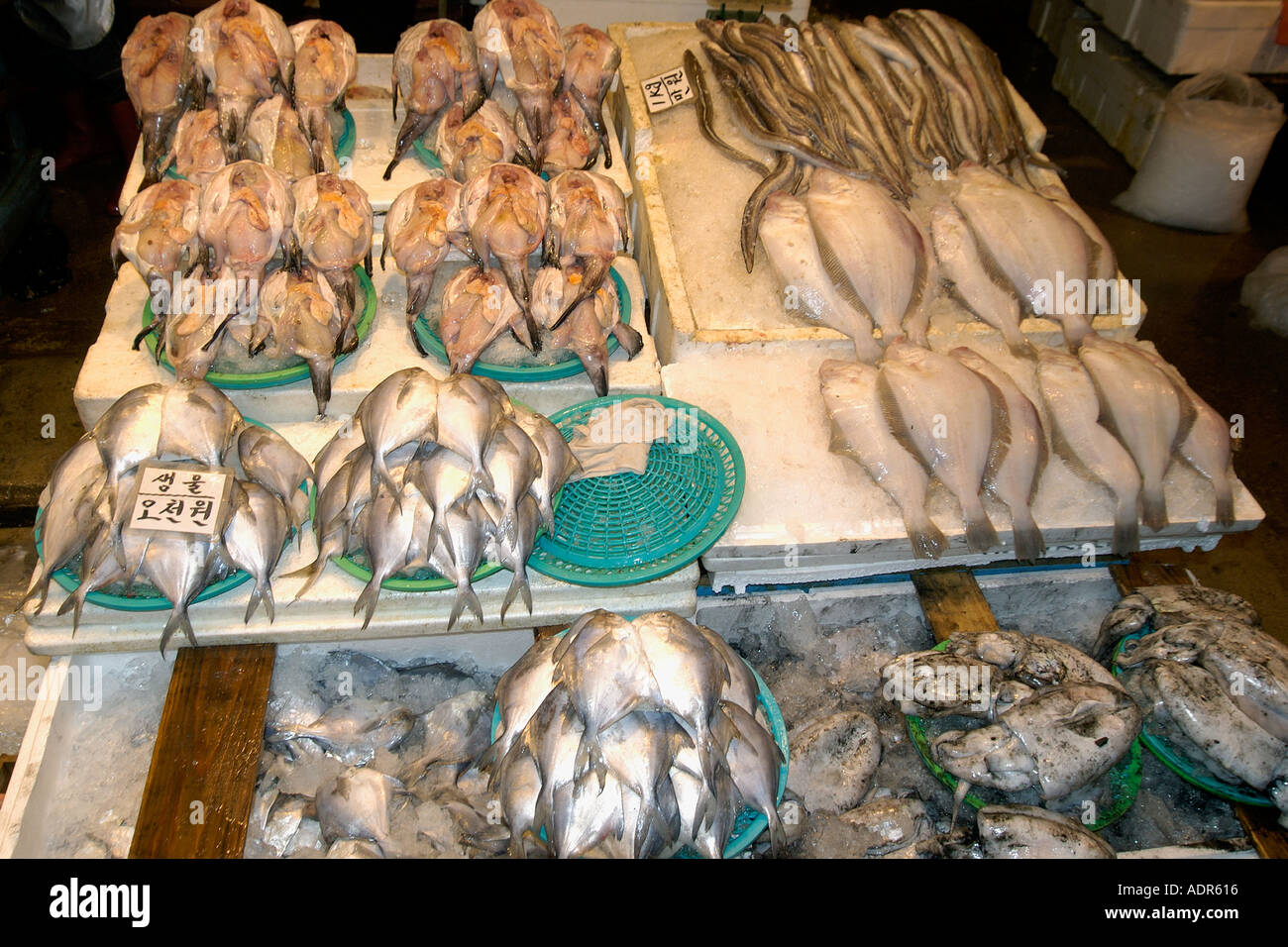 Incheon Fish Market High Resolution Stock Photography and Images - Alamy