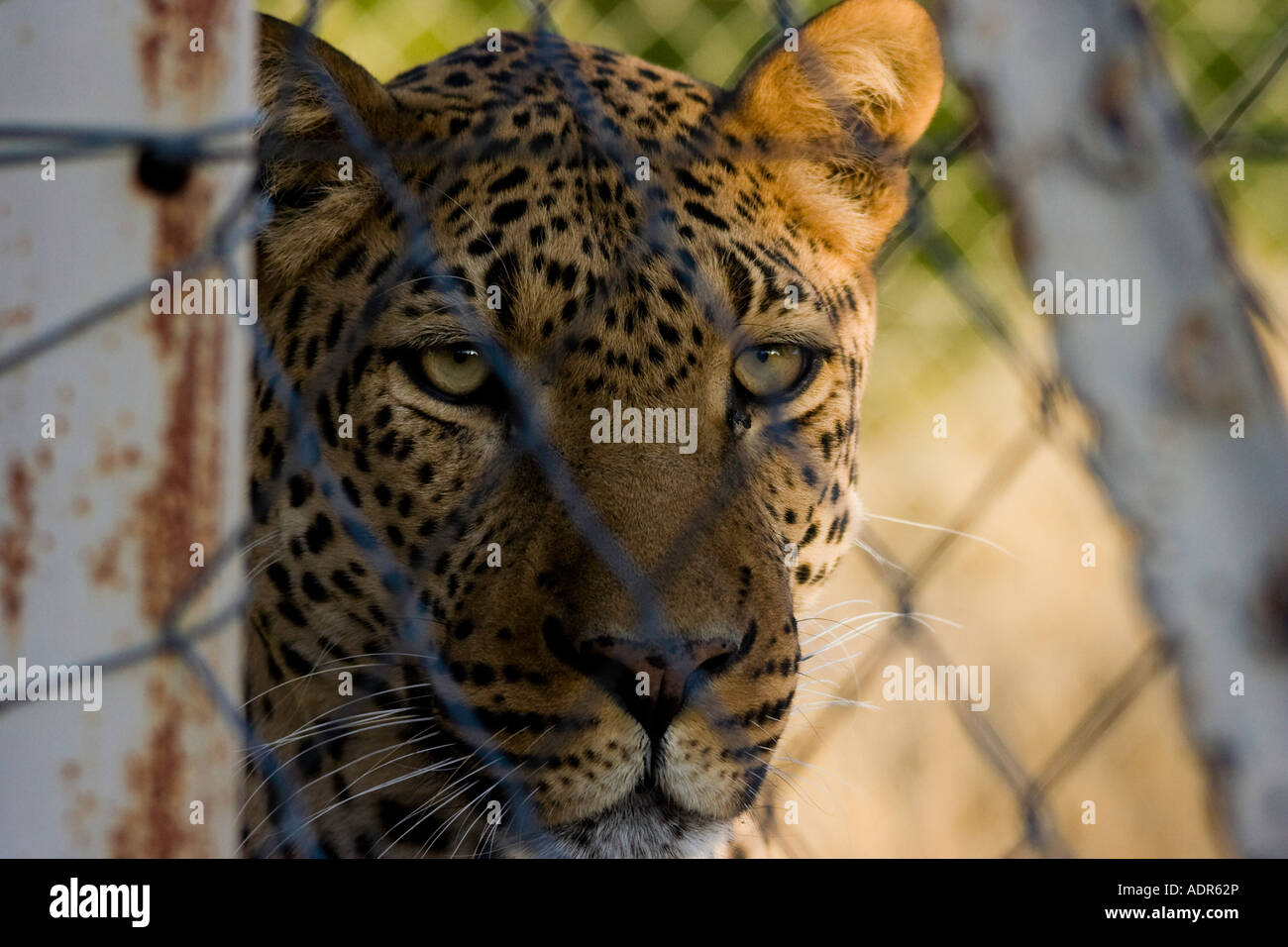 Captive male leopard Panthera pardus stares through the fencing of his ...