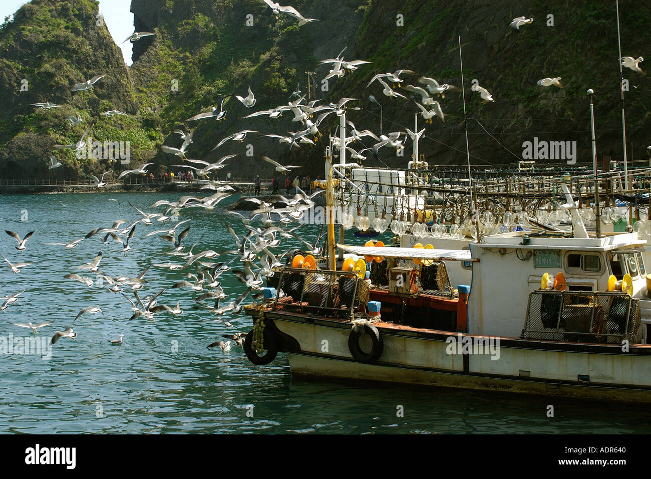 Birds of korea hi-res stock photography and images - Alamy