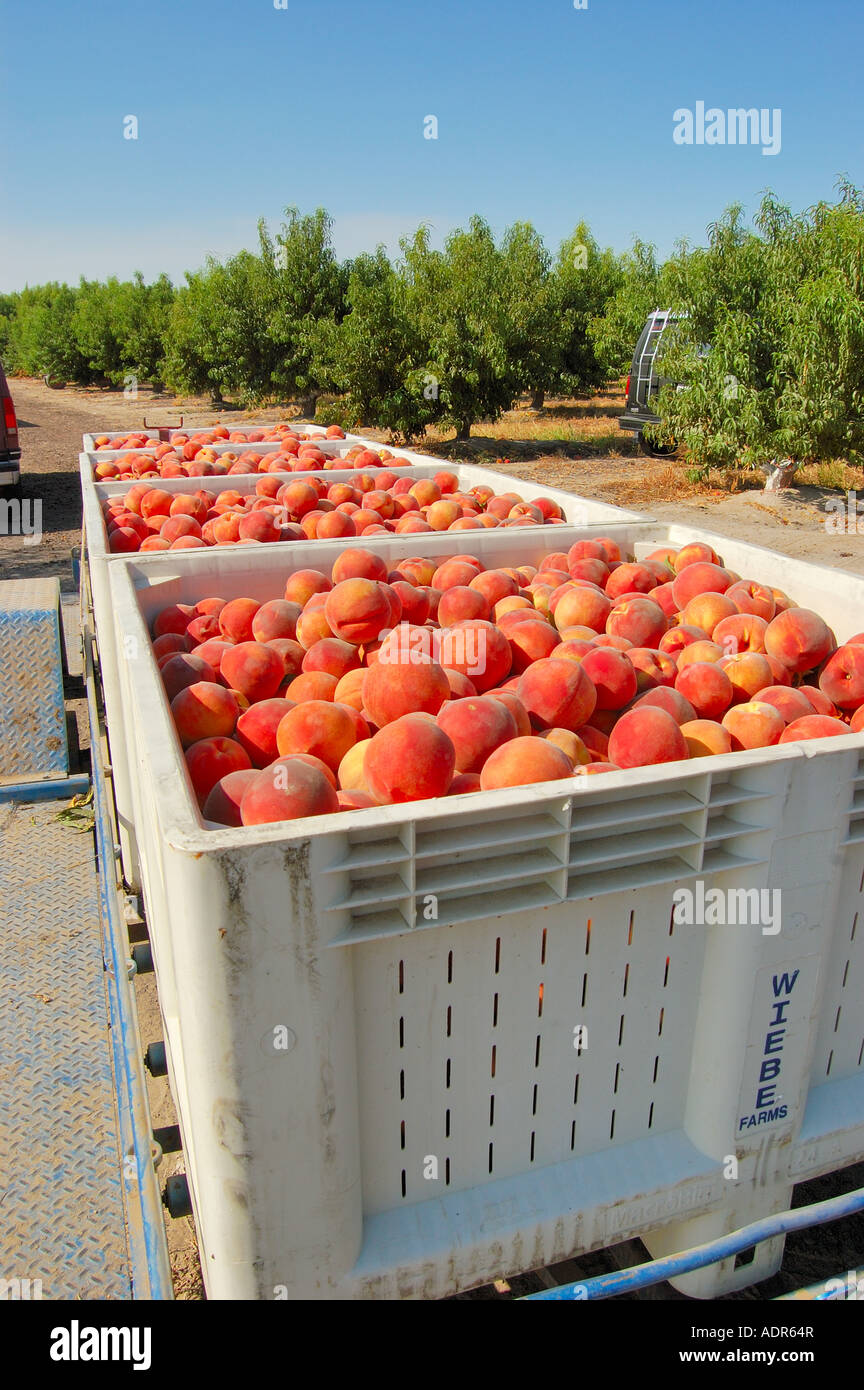 Peach Orchard Harvest