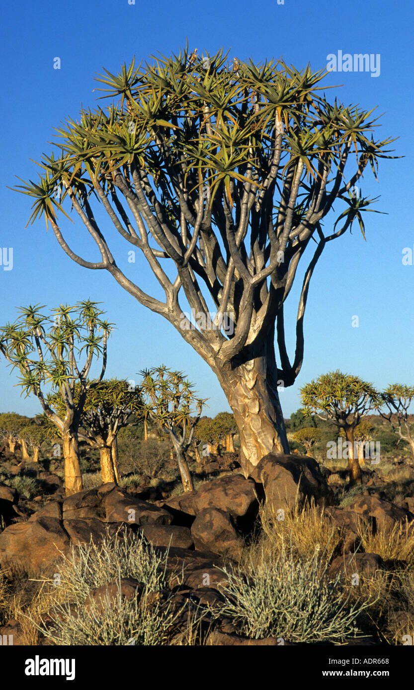 Quiver Trees Namibia Stock Photo - Alamy