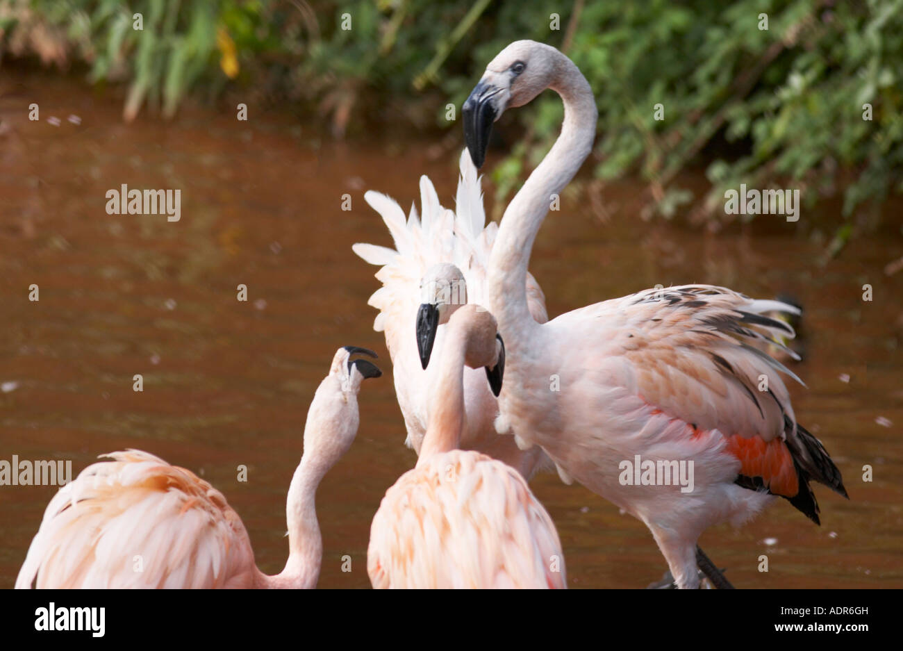 Flamingo flamingos fight hi-res stock photography and images - Alamy