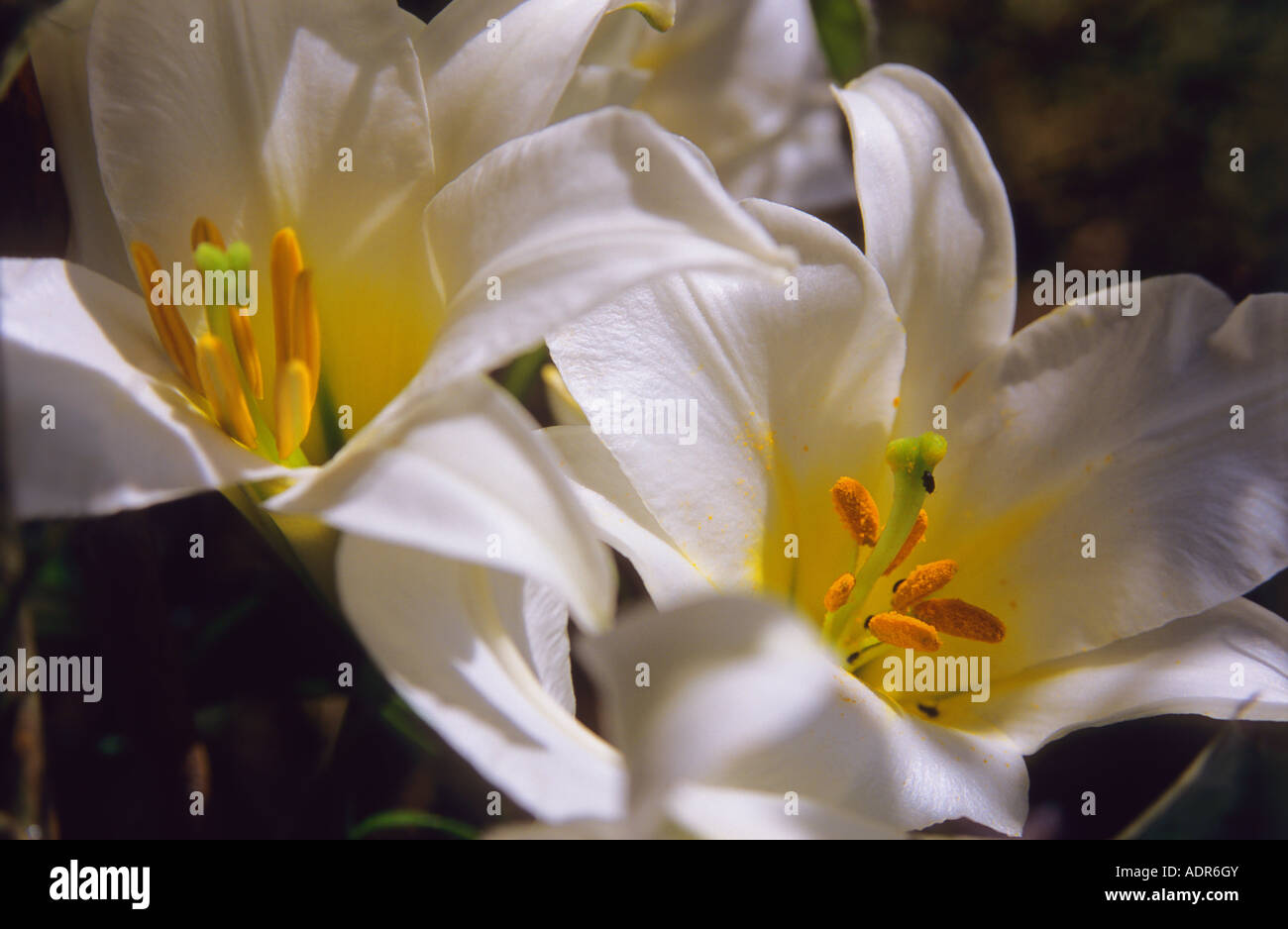 White Lily Flowers Stock Photo - Alamy