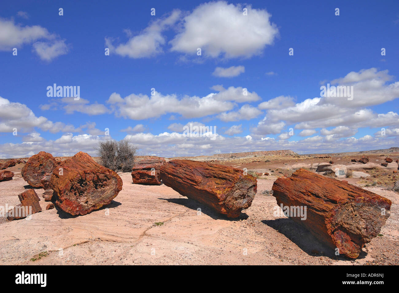 Segments of a Fossilised Tree at Petrified Forest National Park in ...