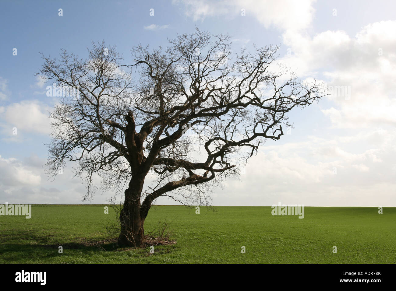 Gnarly old tree Stock Photo - Alamy