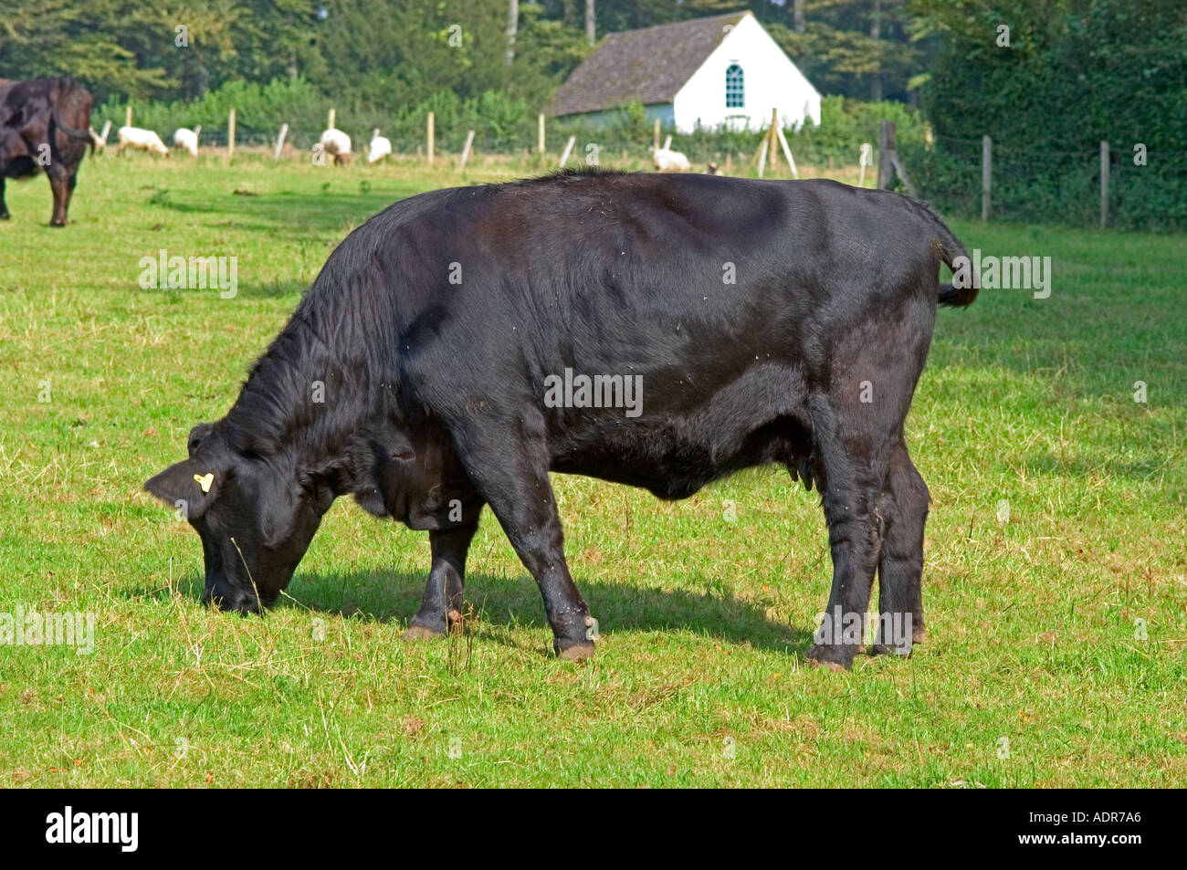 Welsh black cattle hi-res stock photography and images - Alamy