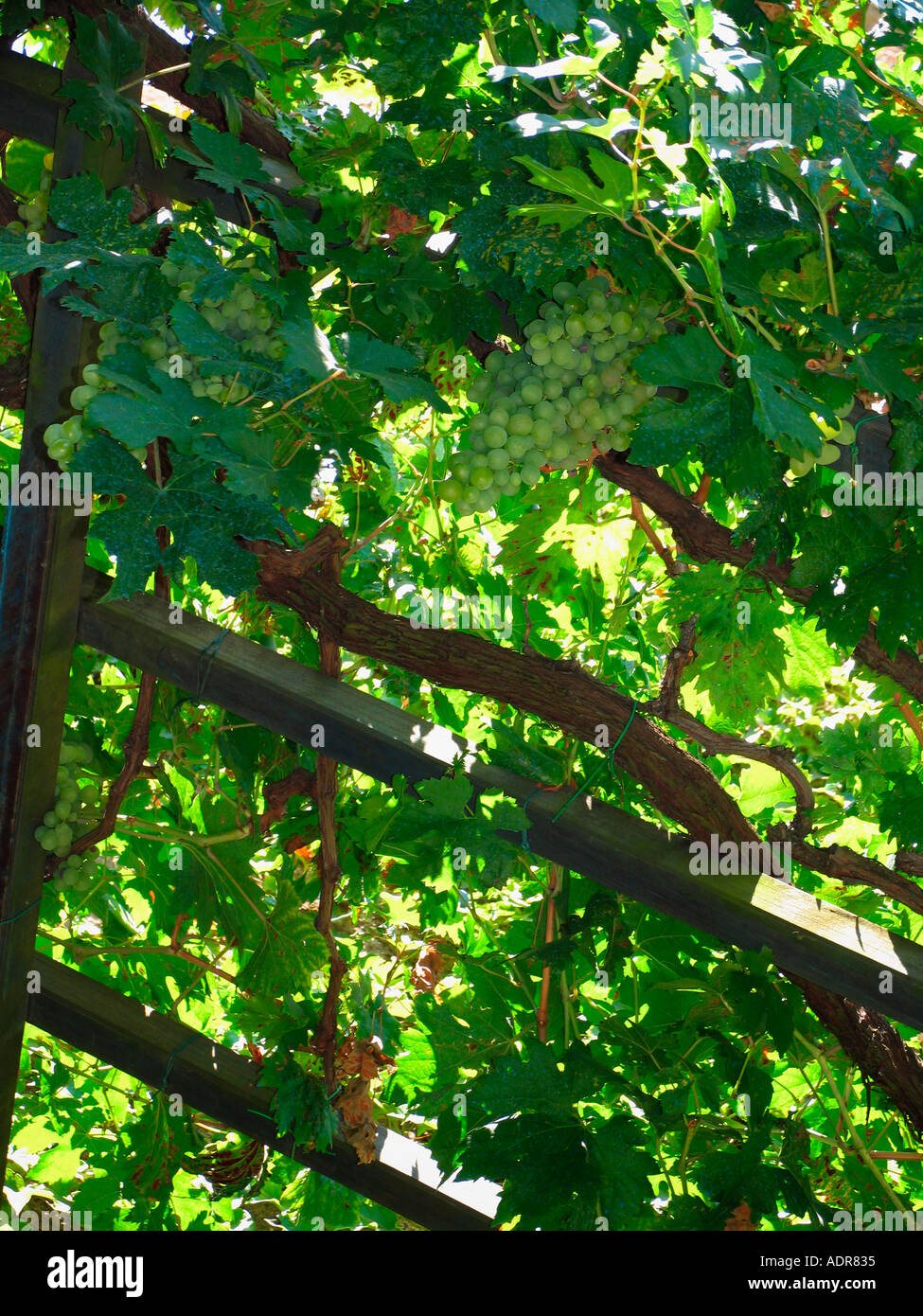 Pinot noir grapes hanging from arbor Civita di Bagnoregio Italy Stock ...