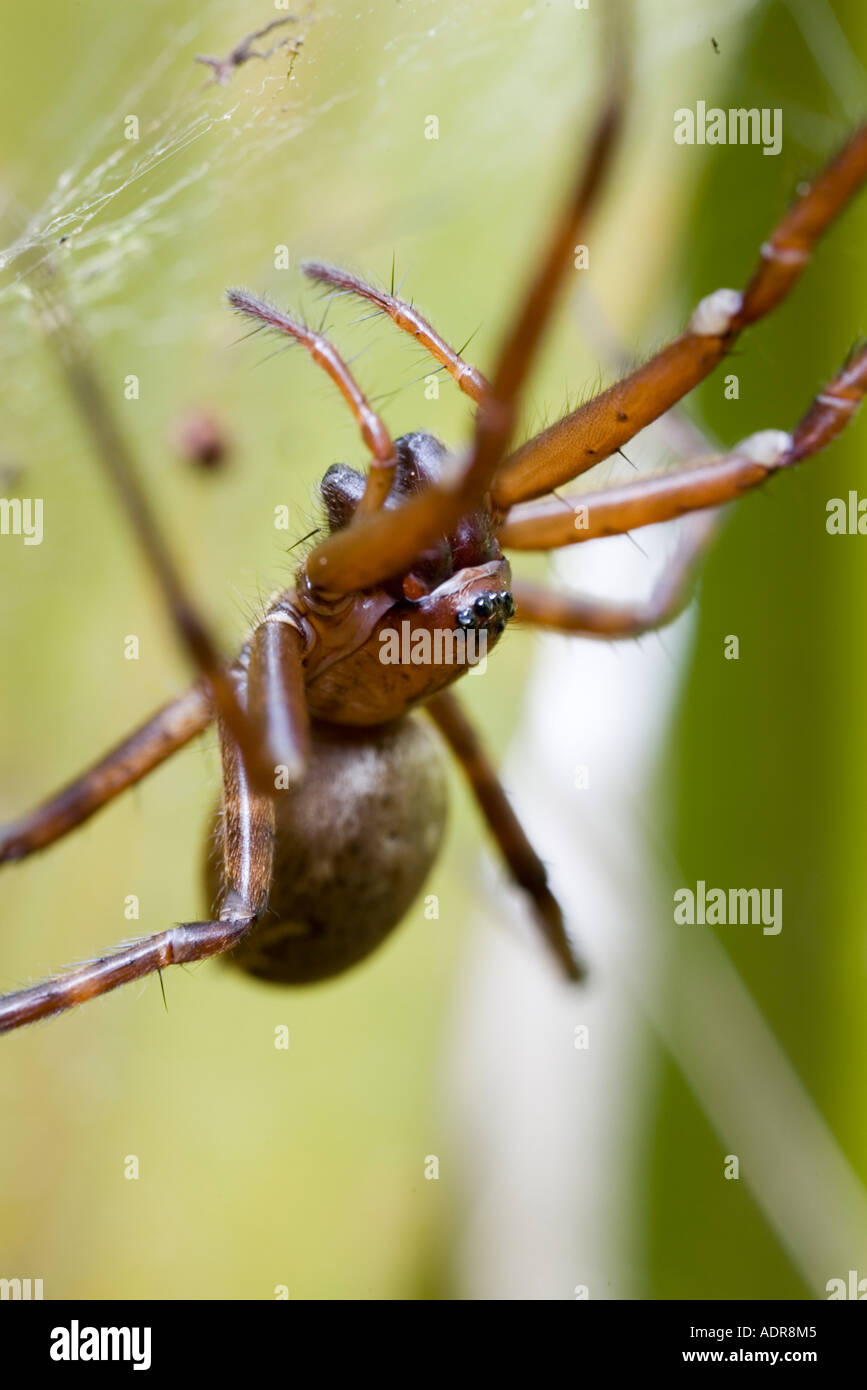 New Zealand North Island Hokianga Macro detail of wolf spider sitting ...