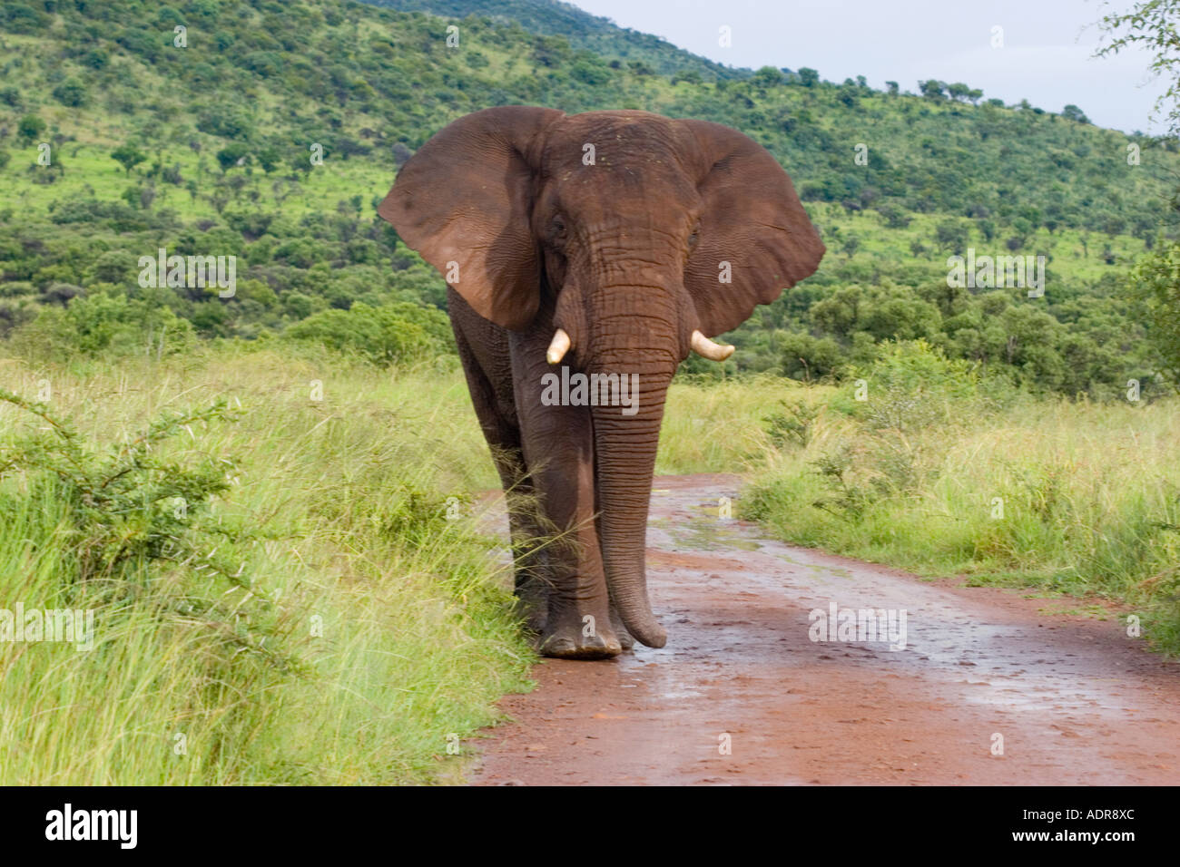elephant walking down road Stock Photo - Alamy